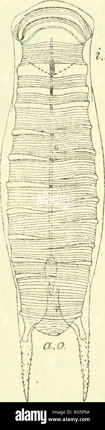 . Bulletin - United States National Museum. Science. tou2pt. 2.J A ...