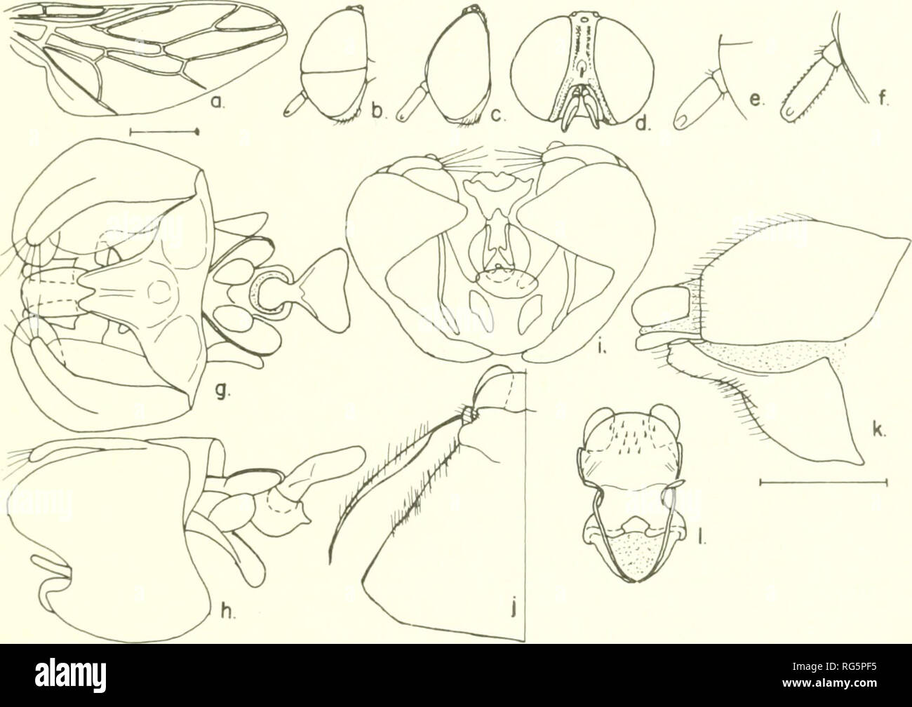 Scenopinus papuanus hi-res stock photography and images - Alamy