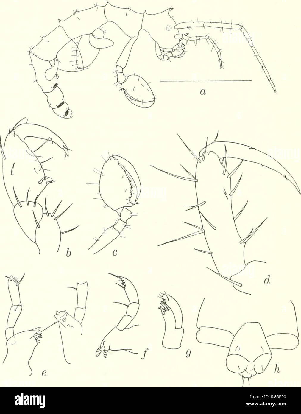 Female brood pouch hi-res stock photography and images - Alamy