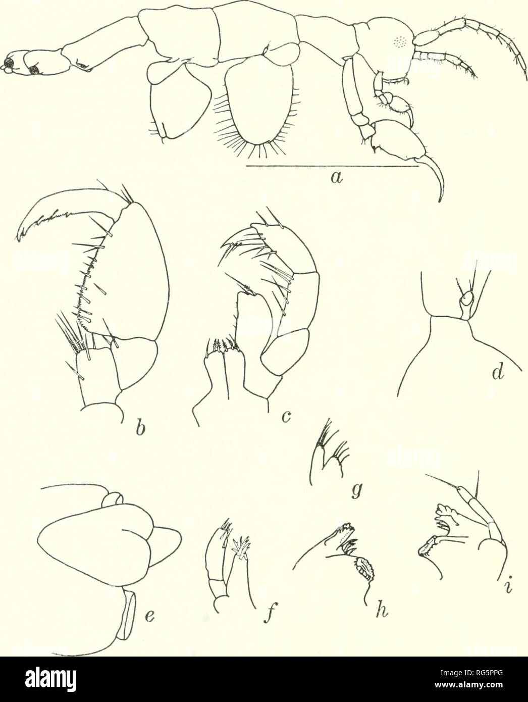 . Bulletin - United States National Museum. Science. 56 U.S. NATIONAL ...