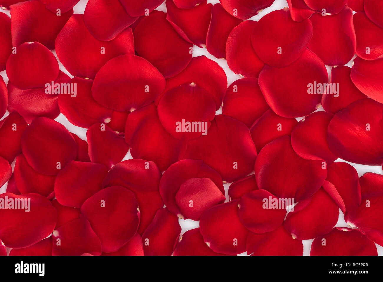 floral background made with red rose petals Stock Photo - Alamy