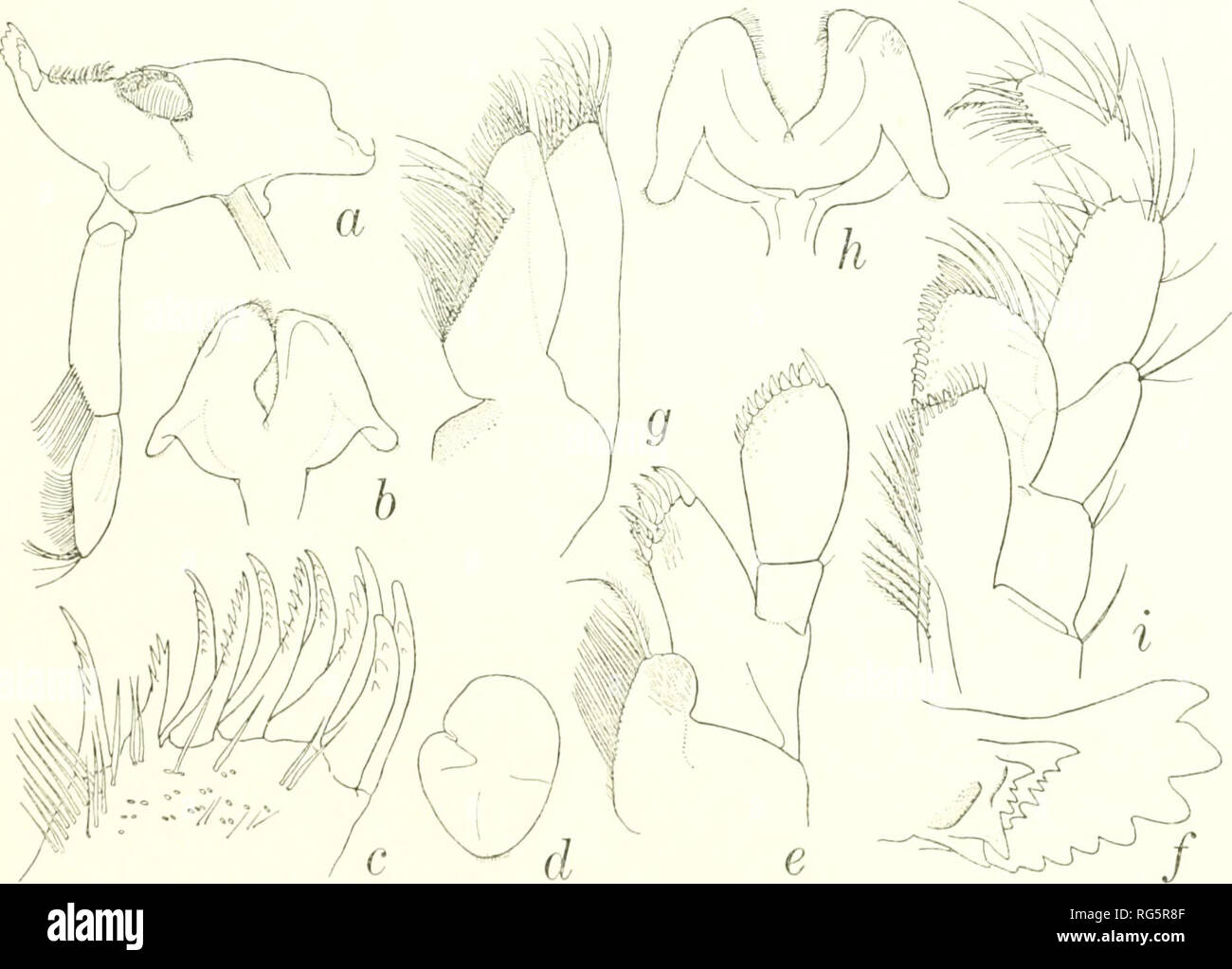 Hag fish hi-res stock photography and images - Alamy