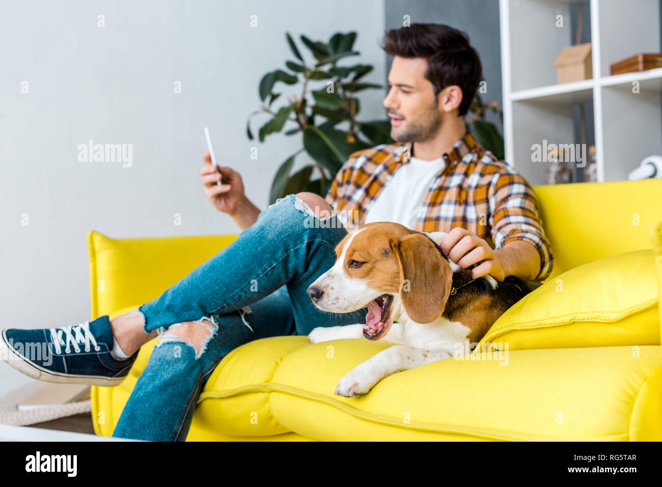 selective focus of yawning beagle dog and man with smartphone Stock ...