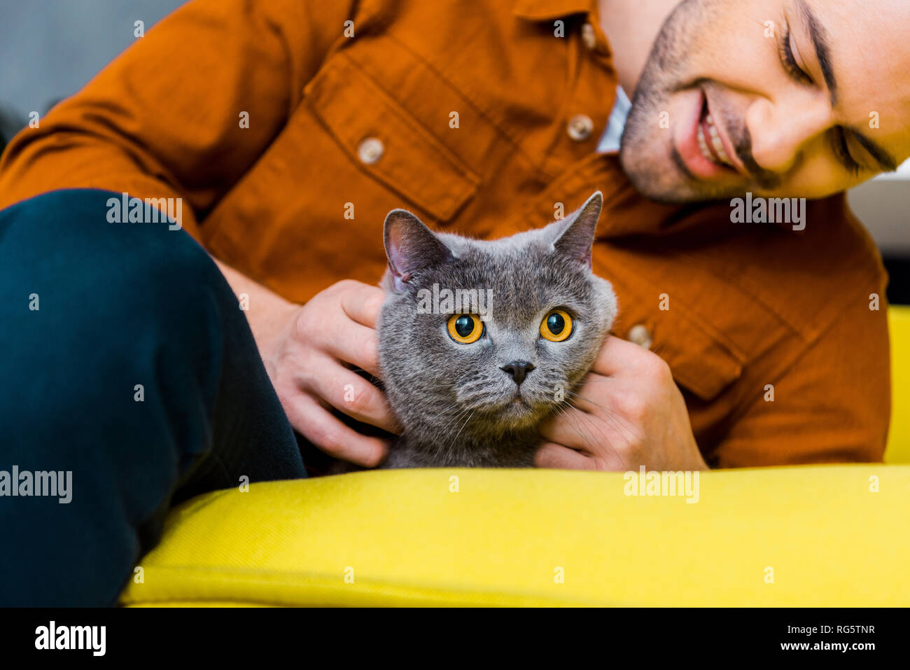 Cheerful british shorthair cat hi-res stock photography and images - Alamy