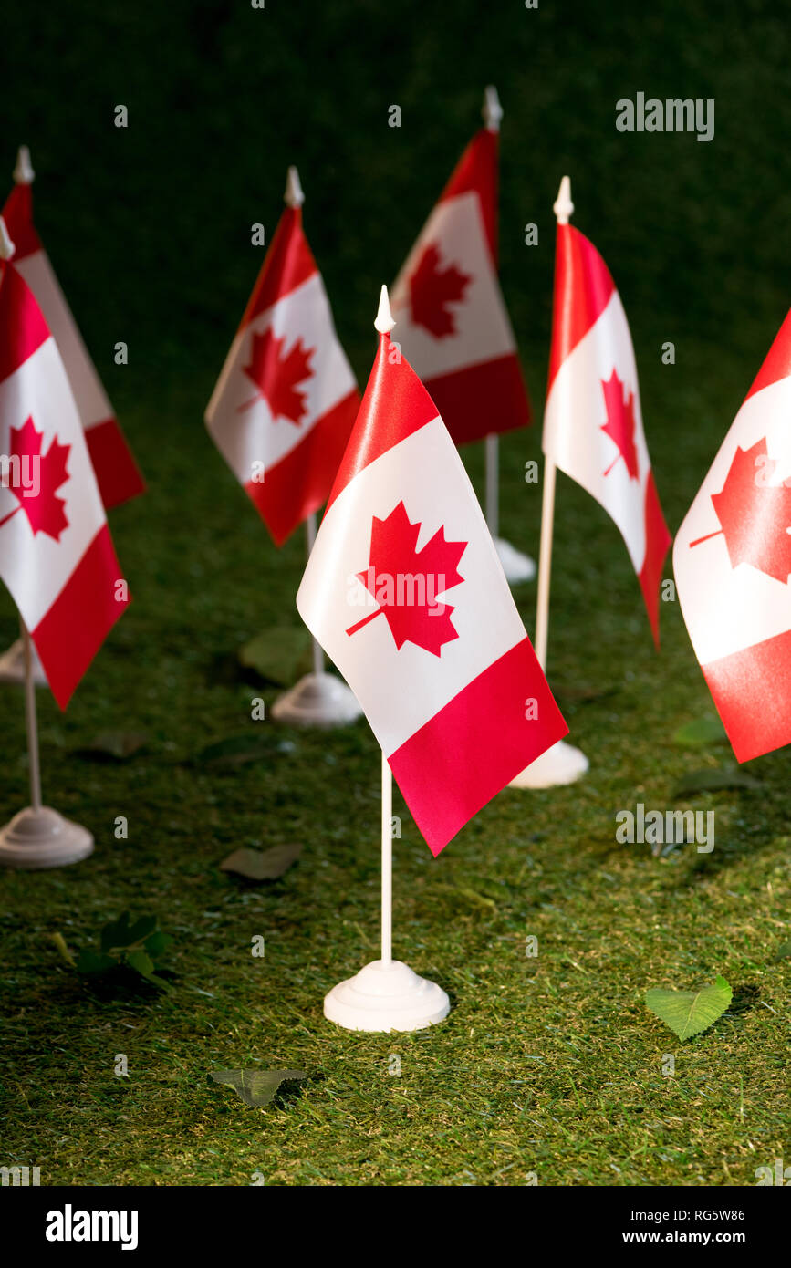selective focus of canadian flags on green grass background Stock Photo ...
