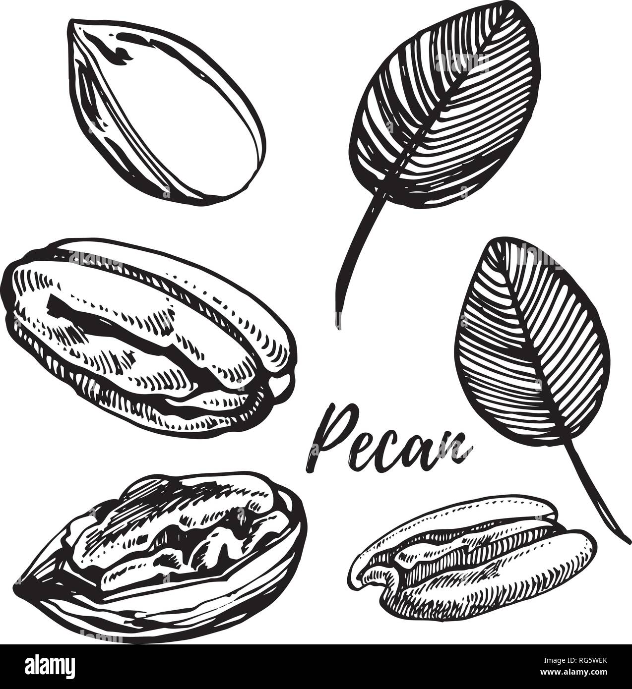 Pecan Clipart