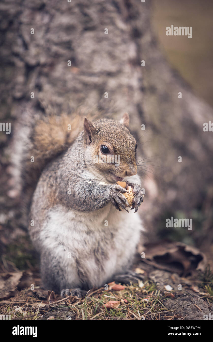 Squirrel hair hi-res stock photography and images - Alamy