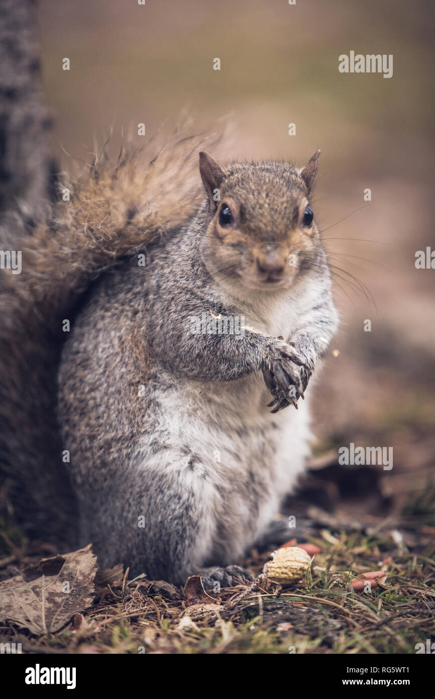 Squirrel hair hi-res stock photography and images - Alamy