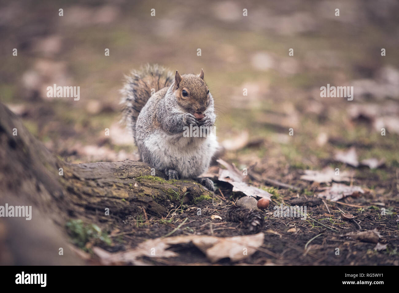 Squirrel hair hi-res stock photography and images - Alamy
