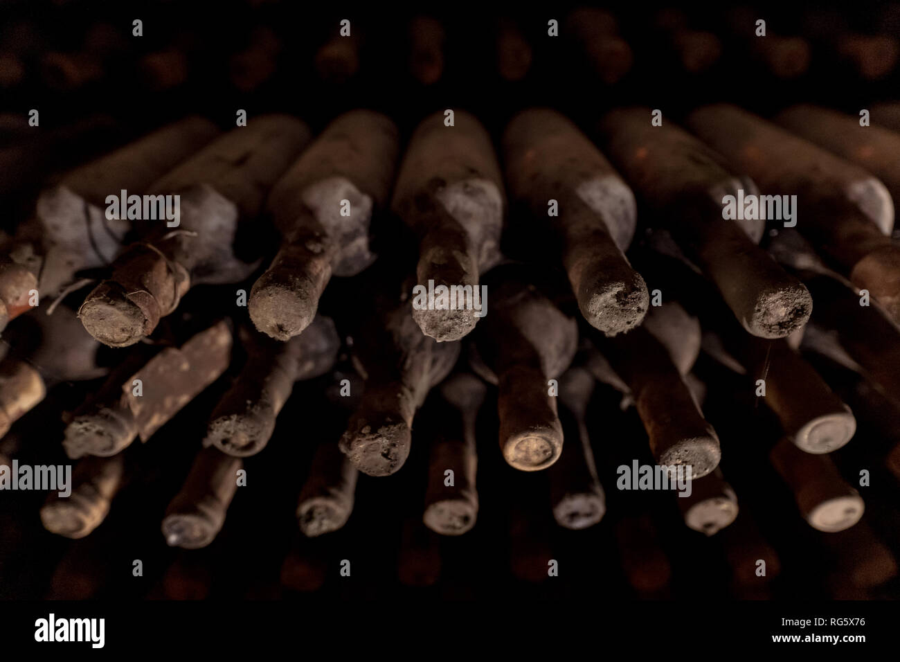 Detail of thick mold covering wine bottles in an underground wine ...