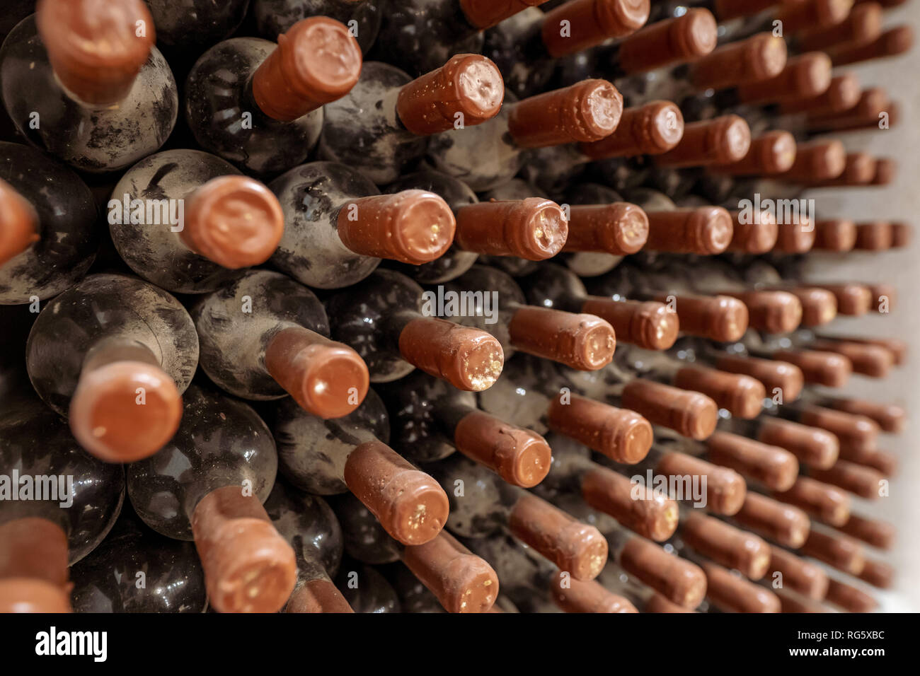 Wine aging process. Wine bottles aging, covered in dust and mold, in a ...