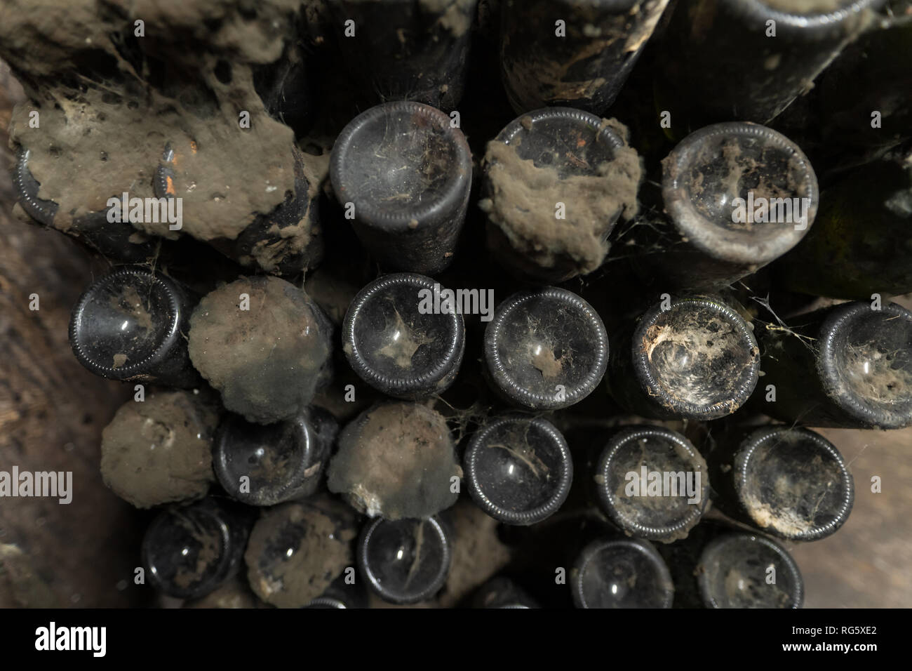 Mold, cobweb and dust on vintage wine bottles in an underground cellar ...