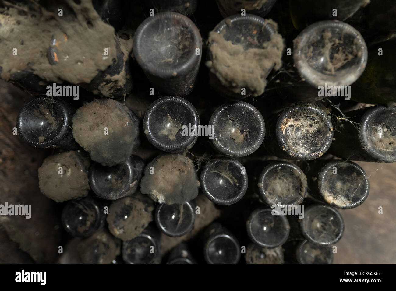 Mold, cobweb and dust on vintage wine bottles in an underground cellar ...