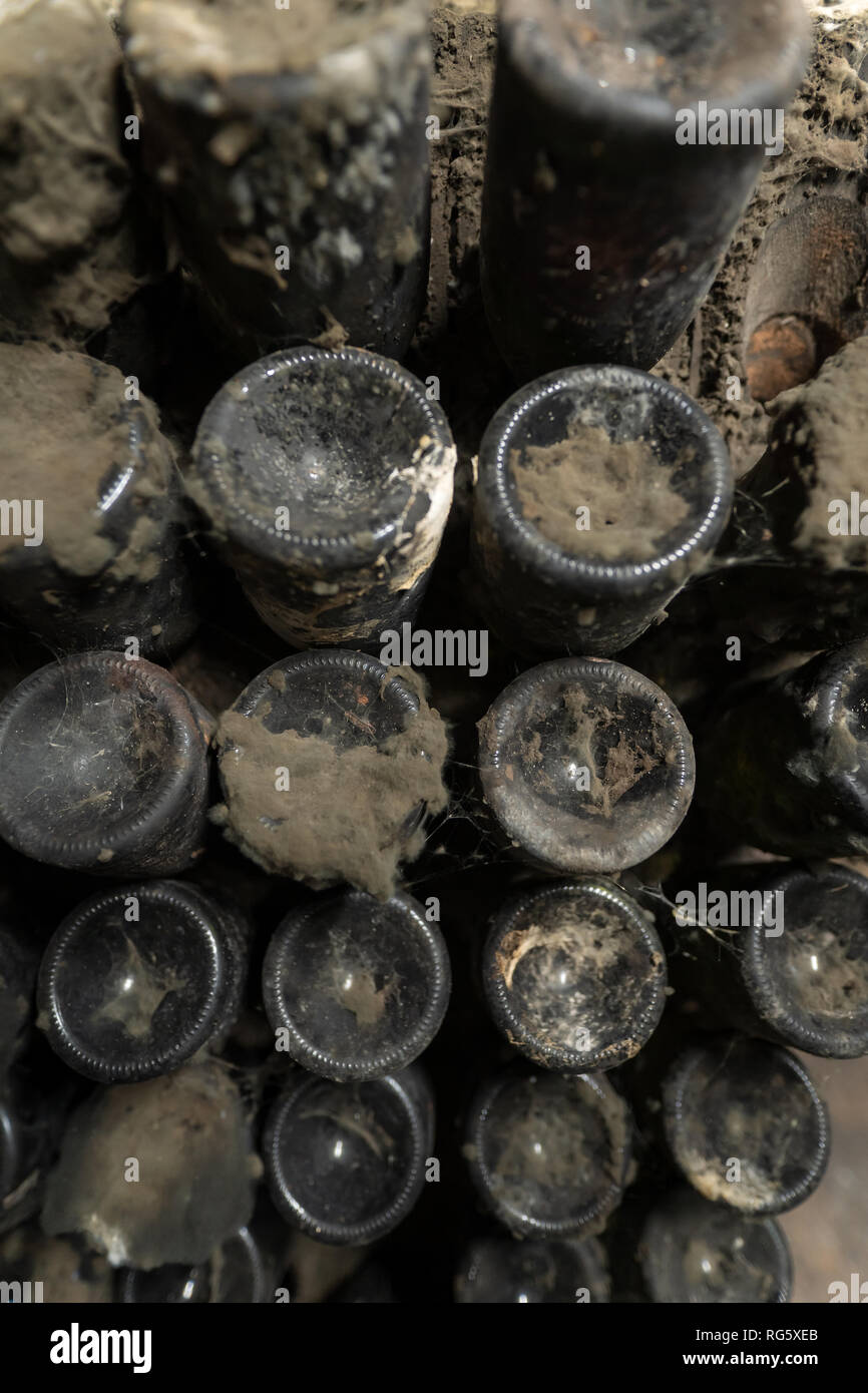 Mold, cobweb and dust on vintage wine bottles in an underground cellar ...