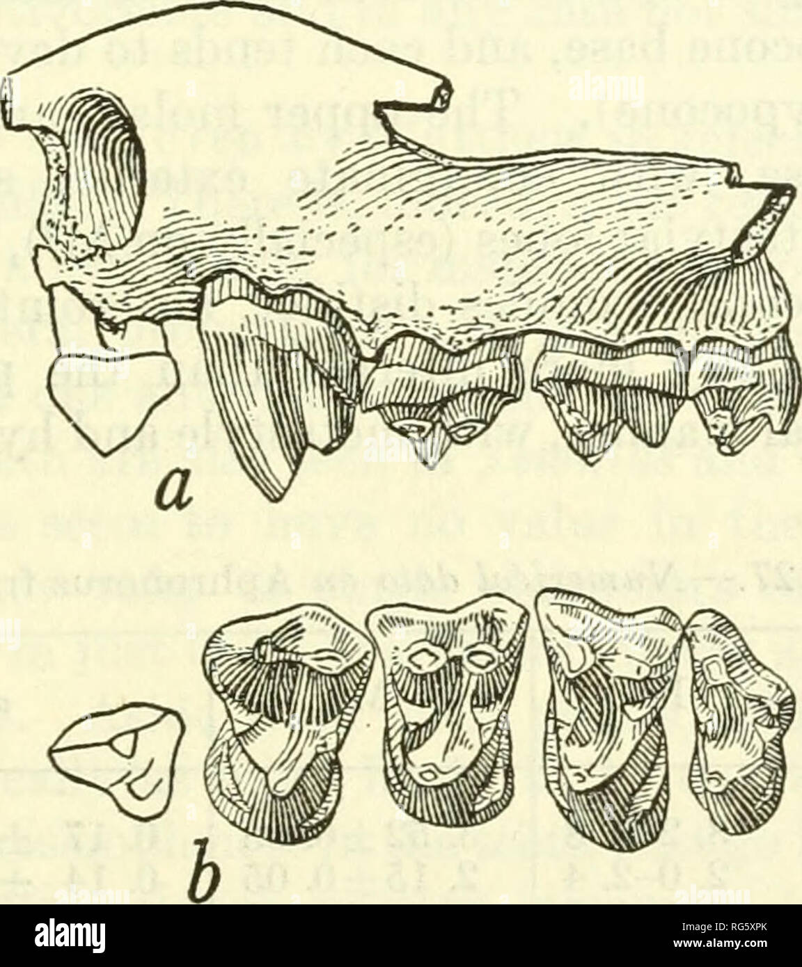 Simpson outline hi-res stock photography and images - Alamy