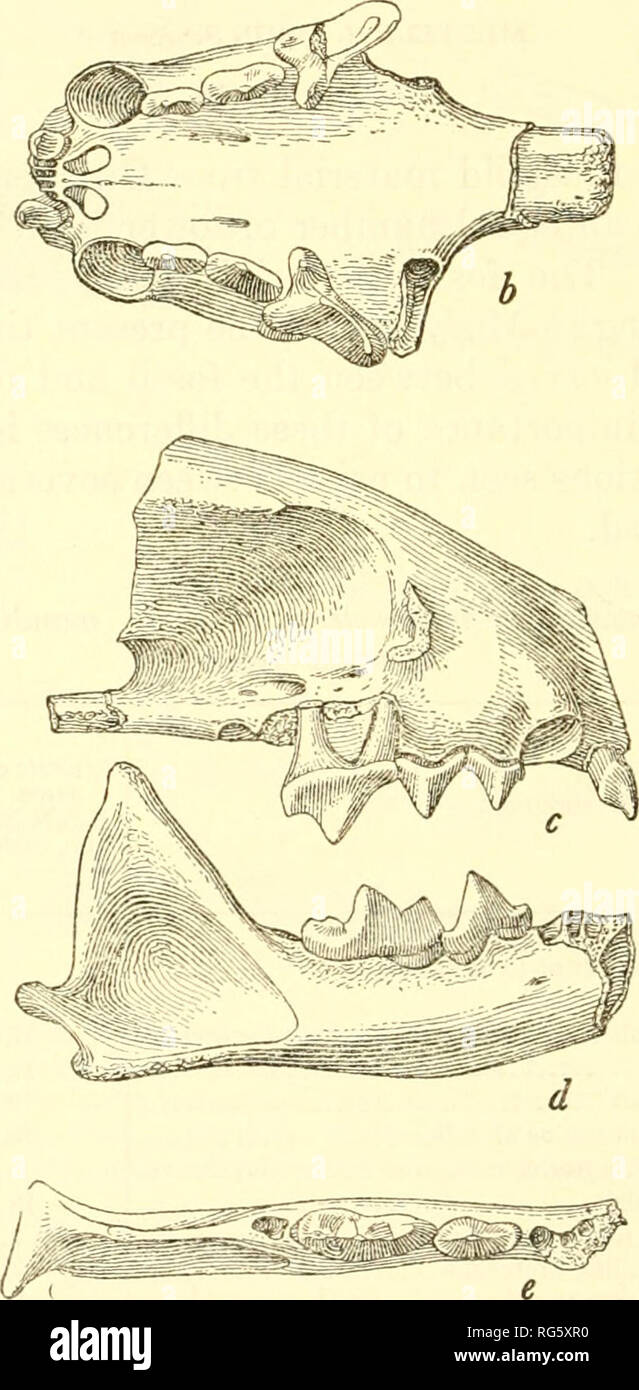 . Bulletin - United States National Museum. Science. FiQUEE 16.—Mustela ...