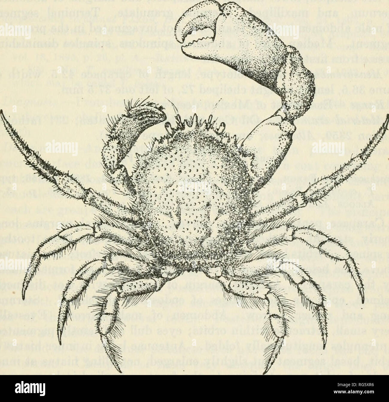 . Bulletin - United States National Museum. Science. THE CANCROID CRABS ...