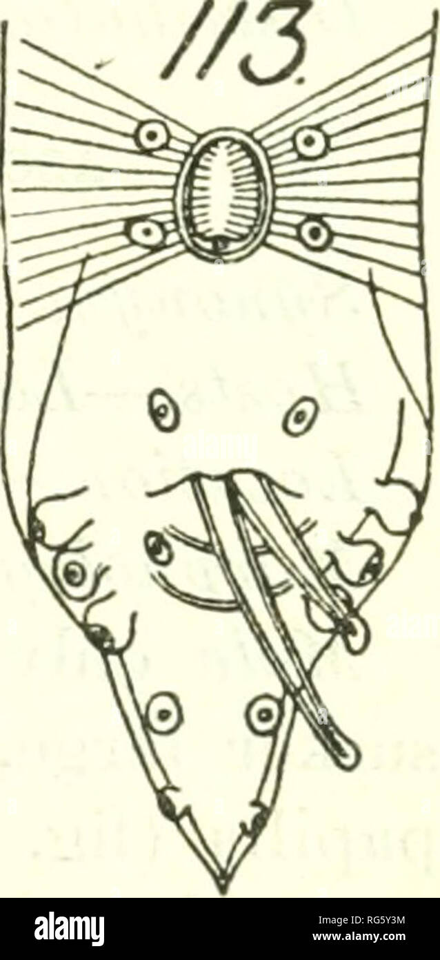 Ascaridia galli hi-res stock photography and images - Alamy