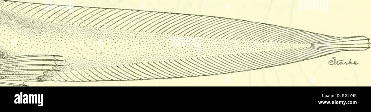Fish gill slit hi-res stock photography and images - Alamy