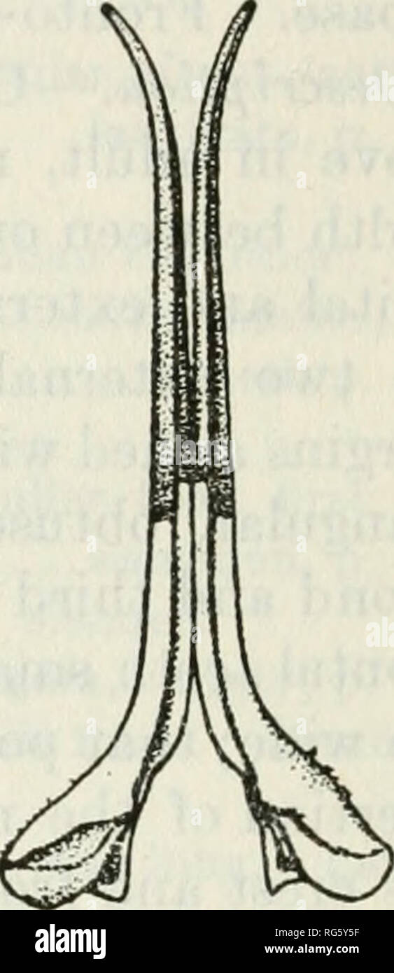 . Bulletin - United States National Museum. Science. a d Fig. 116 ...