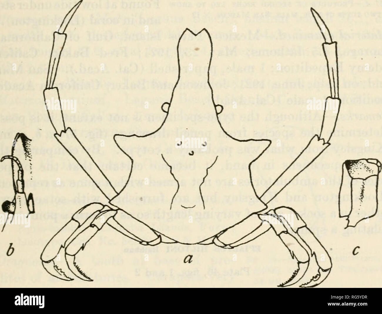 . Bulletin - United States National Museum. Science. THE SPIDER CRABS ...