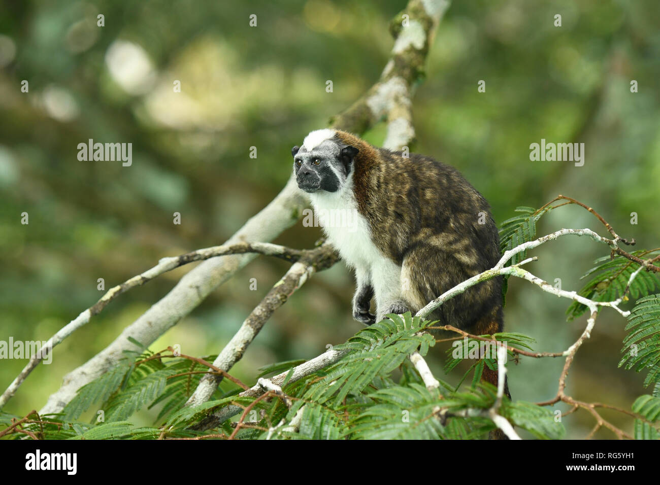 Sanguinus geoffroyi hi-res stock photography and images - Alamy