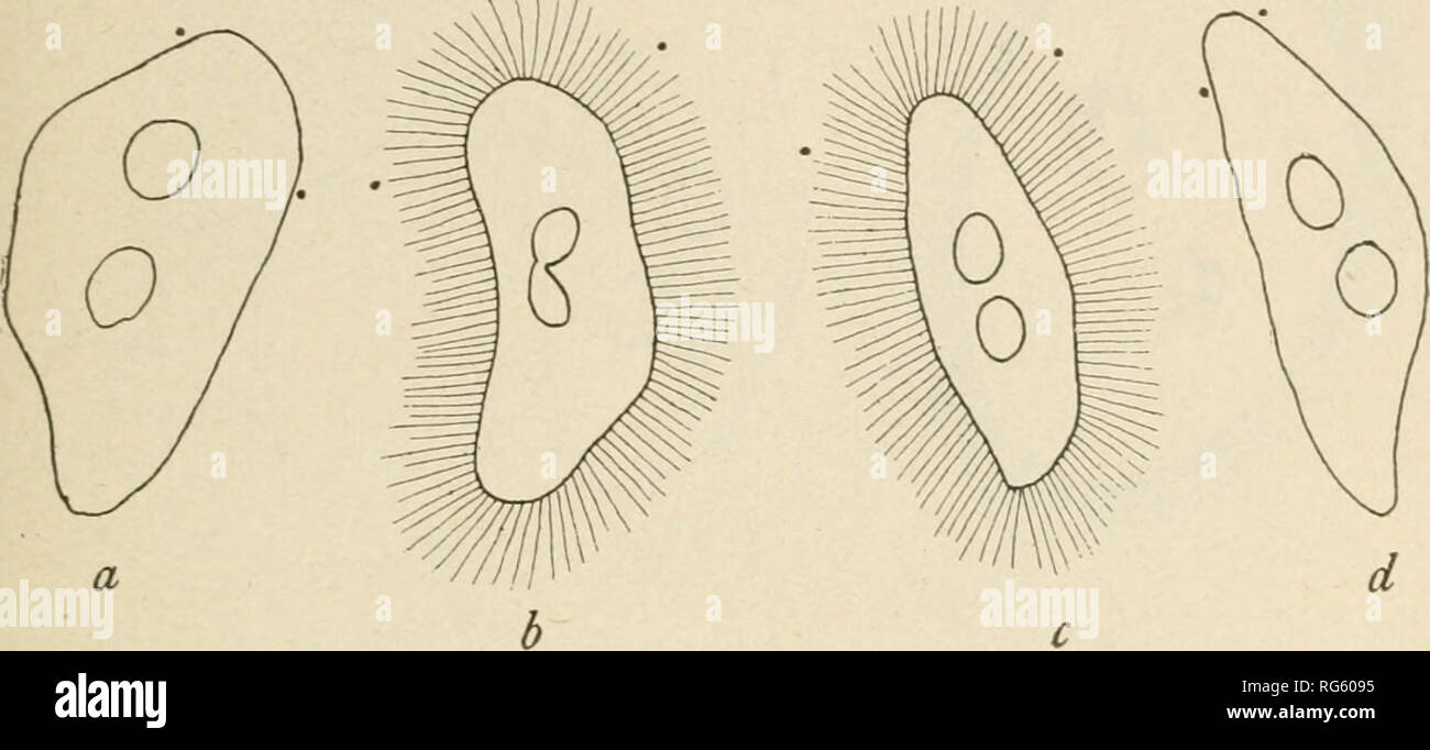 . Bulletin - United States National Museum. Science. THE OPAULNID ...