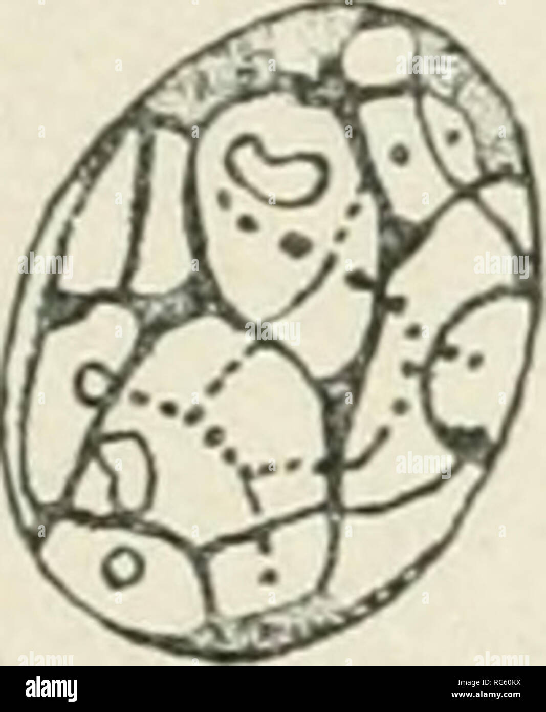 . Bulletin - United States National Museum. Science. 12 BULLETIX 120 ...