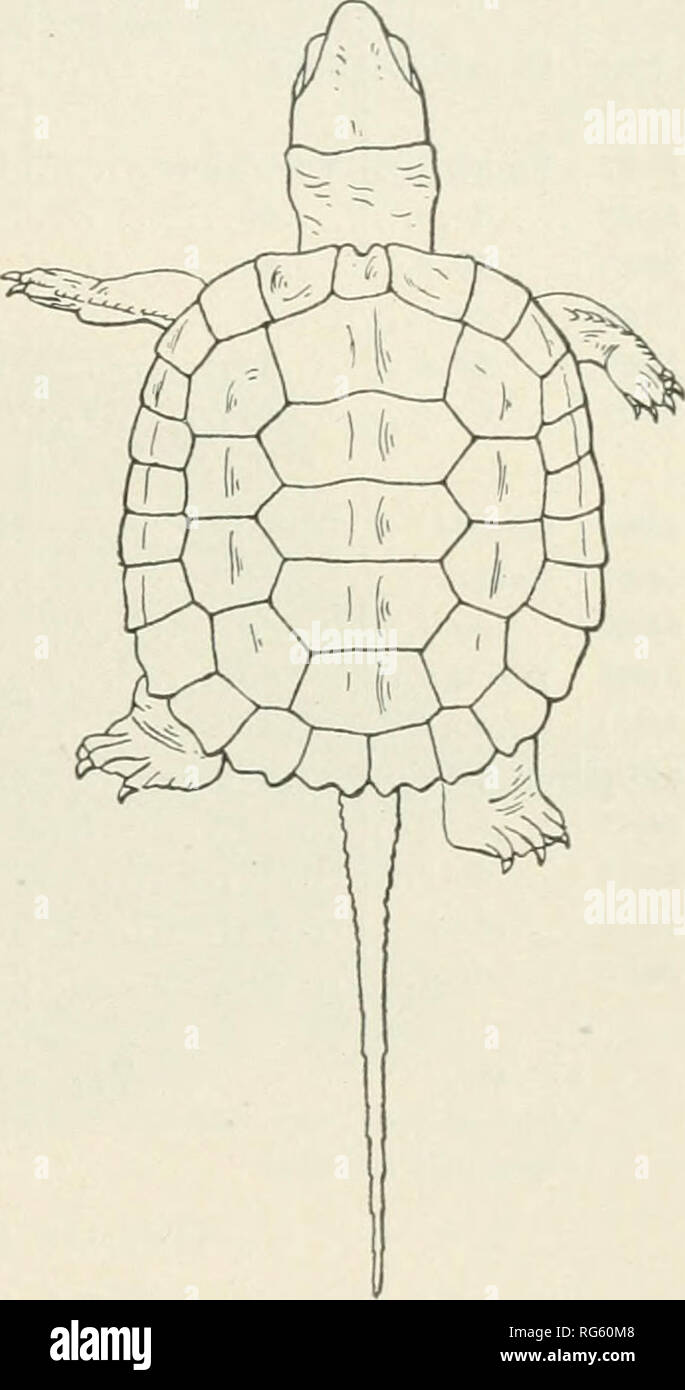 . Bulletin - United States National Museum. Science. HERPETOLOGY OF ...