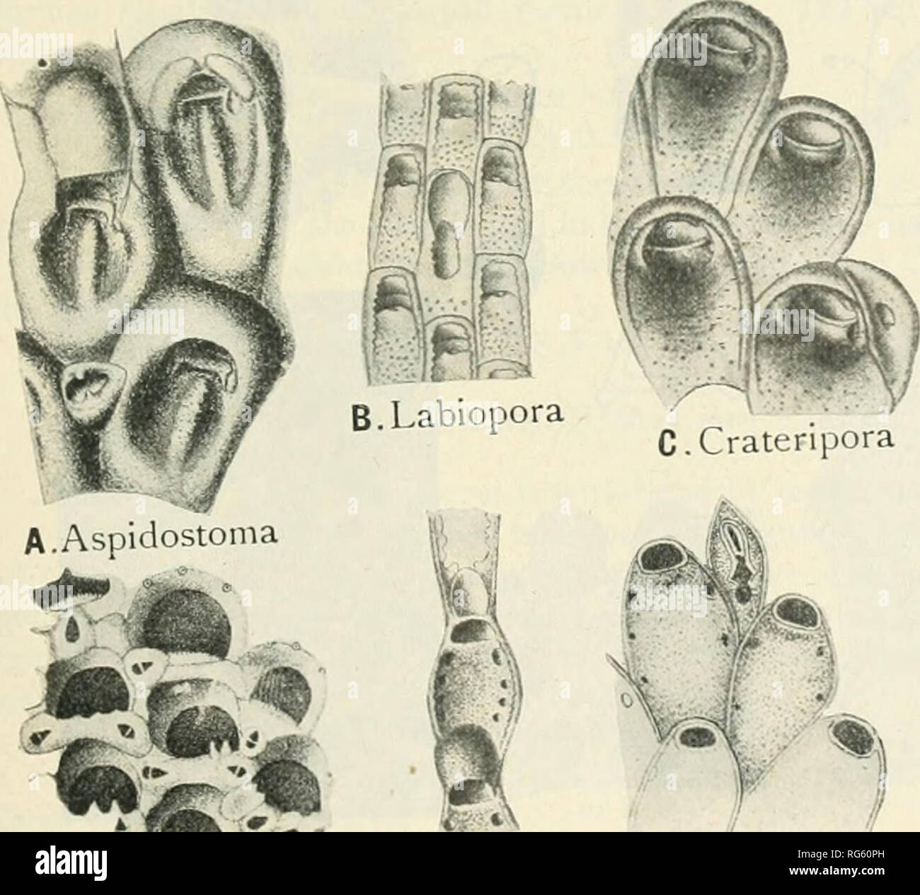 . Bulletin - United States National Museum. Science. NORTH AMERICAN ...