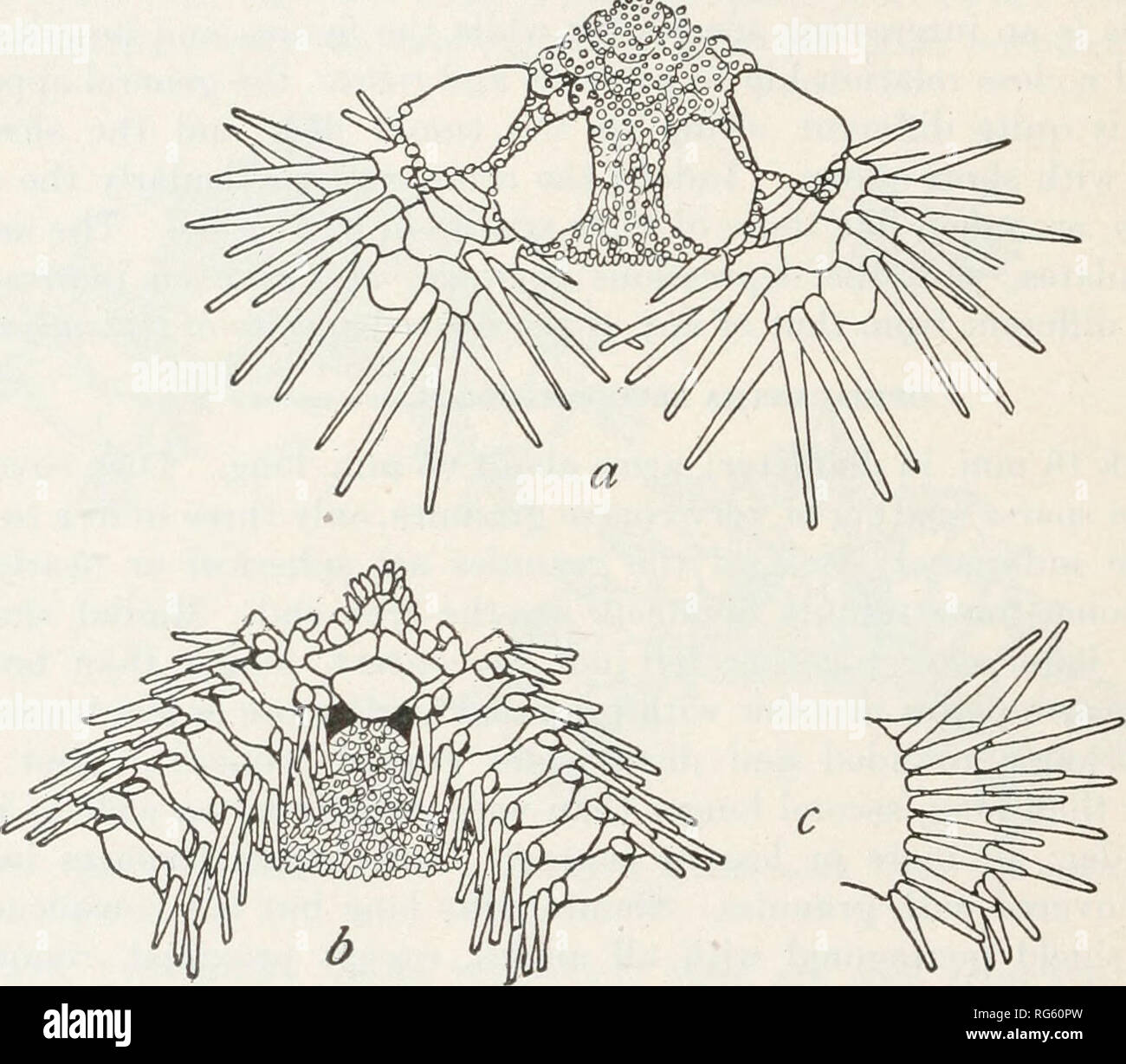 . Bulletin - United States National Museum. Science. 222 BULLETIN 75 ...