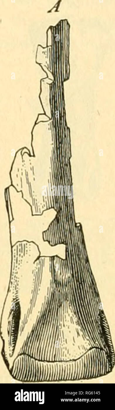 Antrodemus hi-res stock photography and images - Alamy