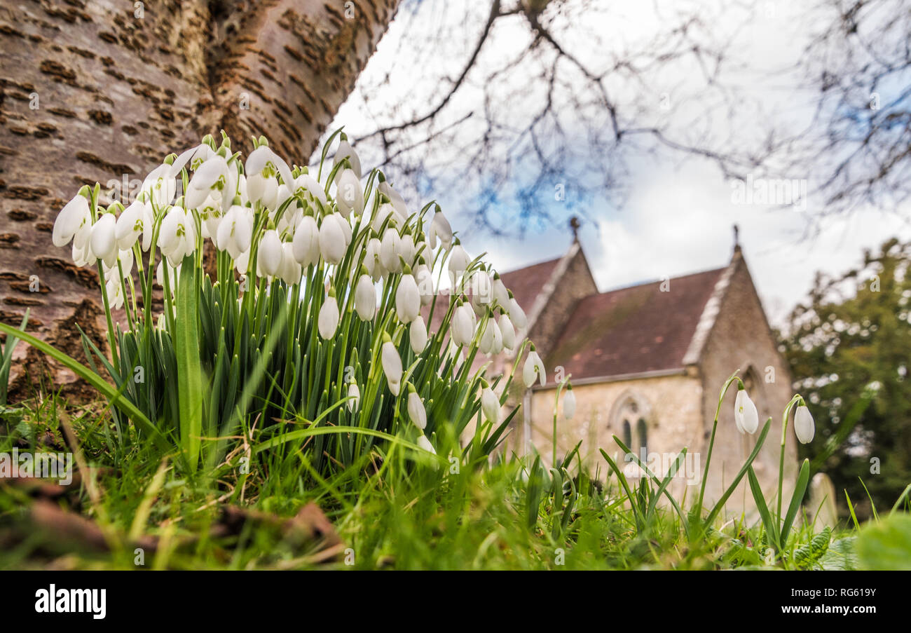 Churchyard snow drops, Holy Cross church, Binstead, Isle of Wight Stock ...