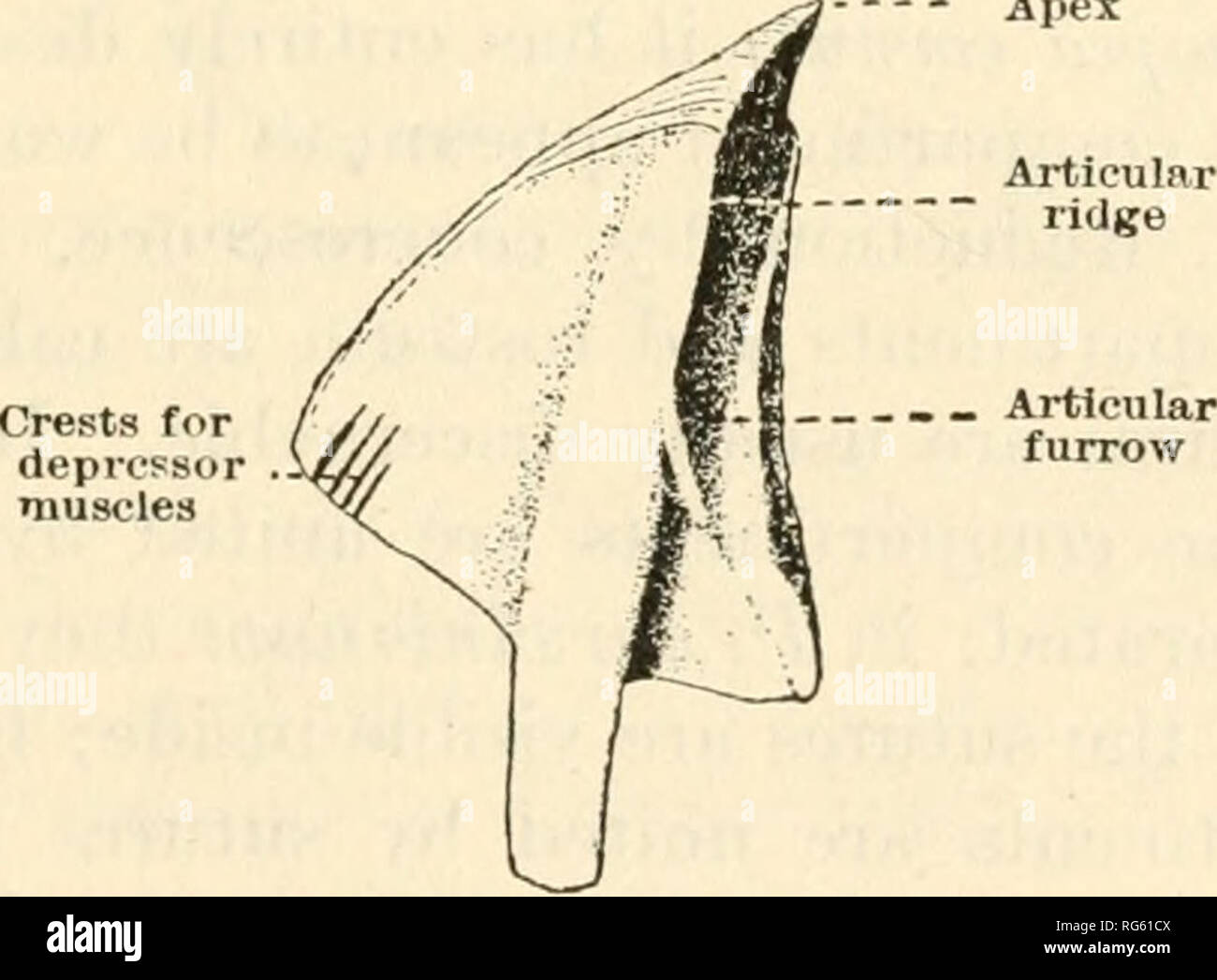 . Bulletin - United States National Museum. Science. Carinal margin ...