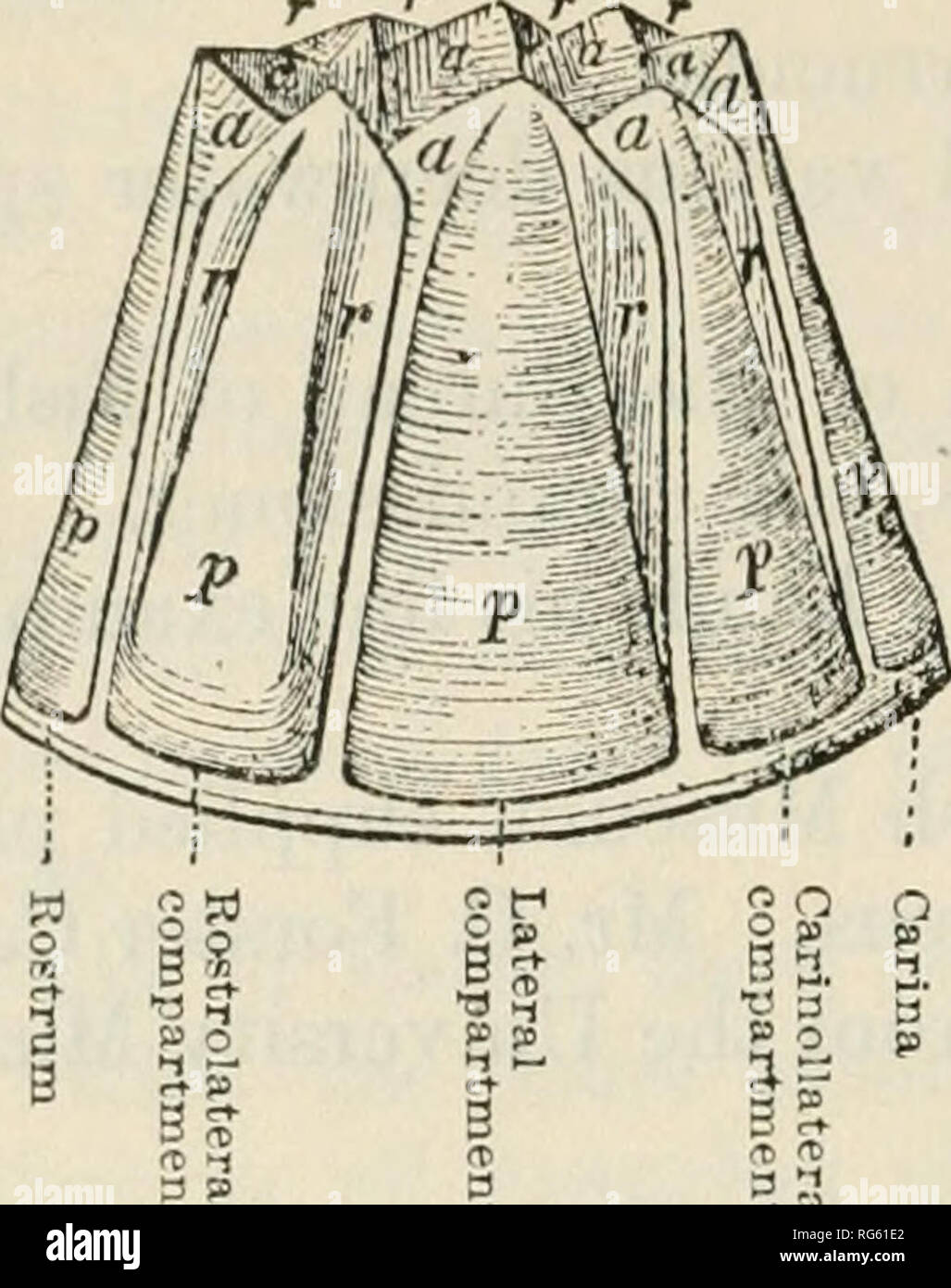 Transverse septa hi-res stock photography and images - Alamy