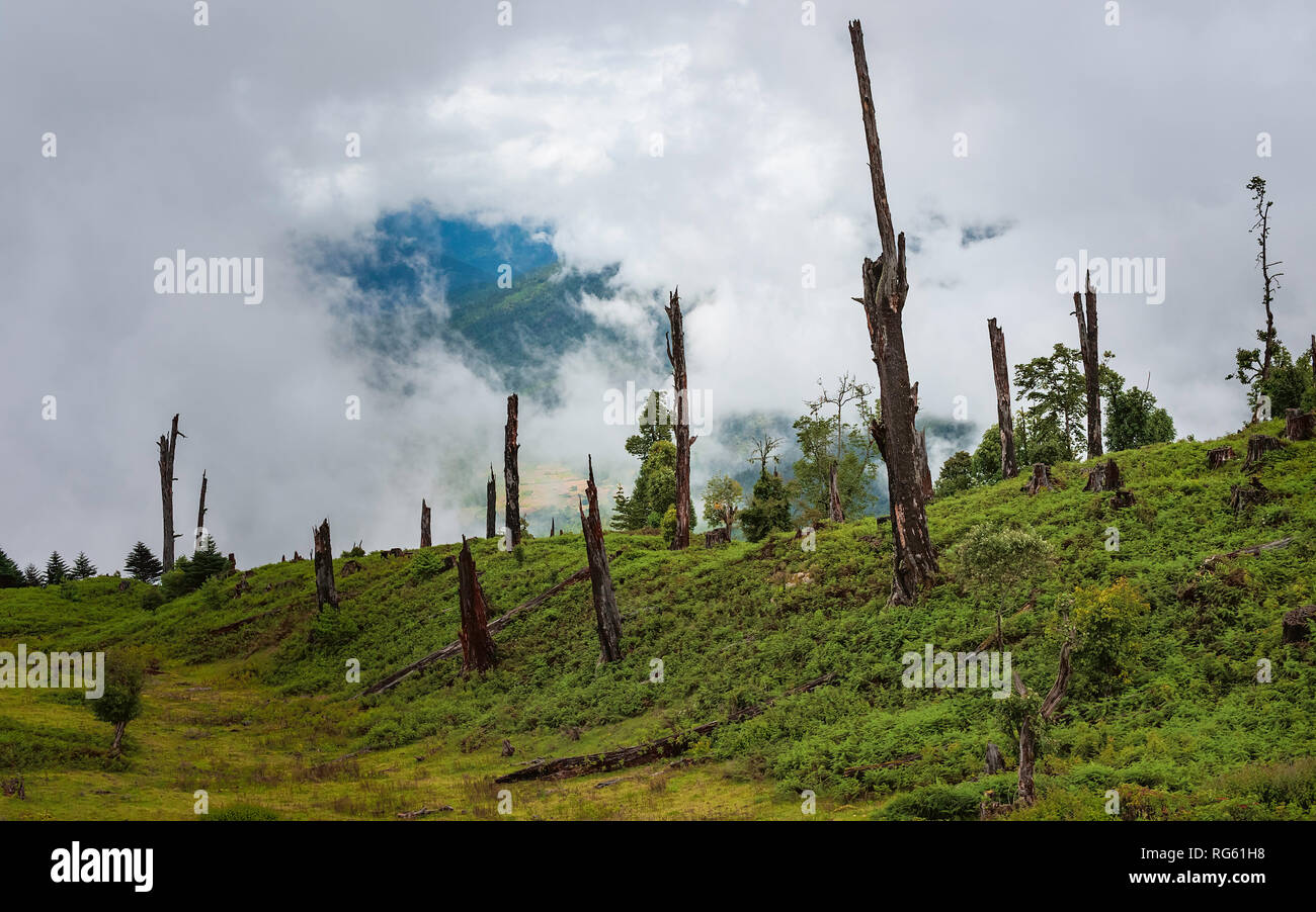 Disease and deforestation along the slopes and forests on monsoon ...