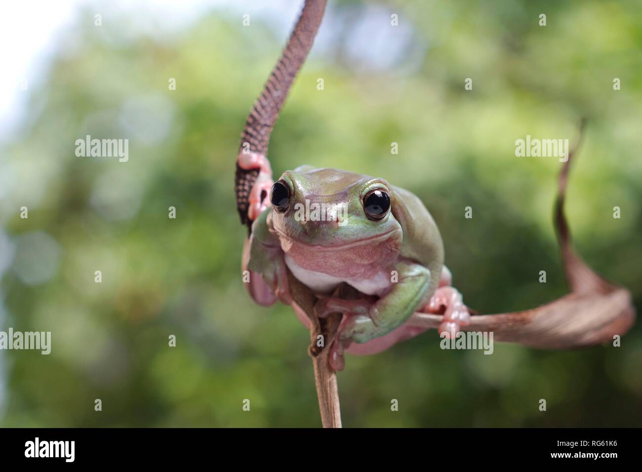 Australian green tree frog hi-res stock photography and images - Alamy