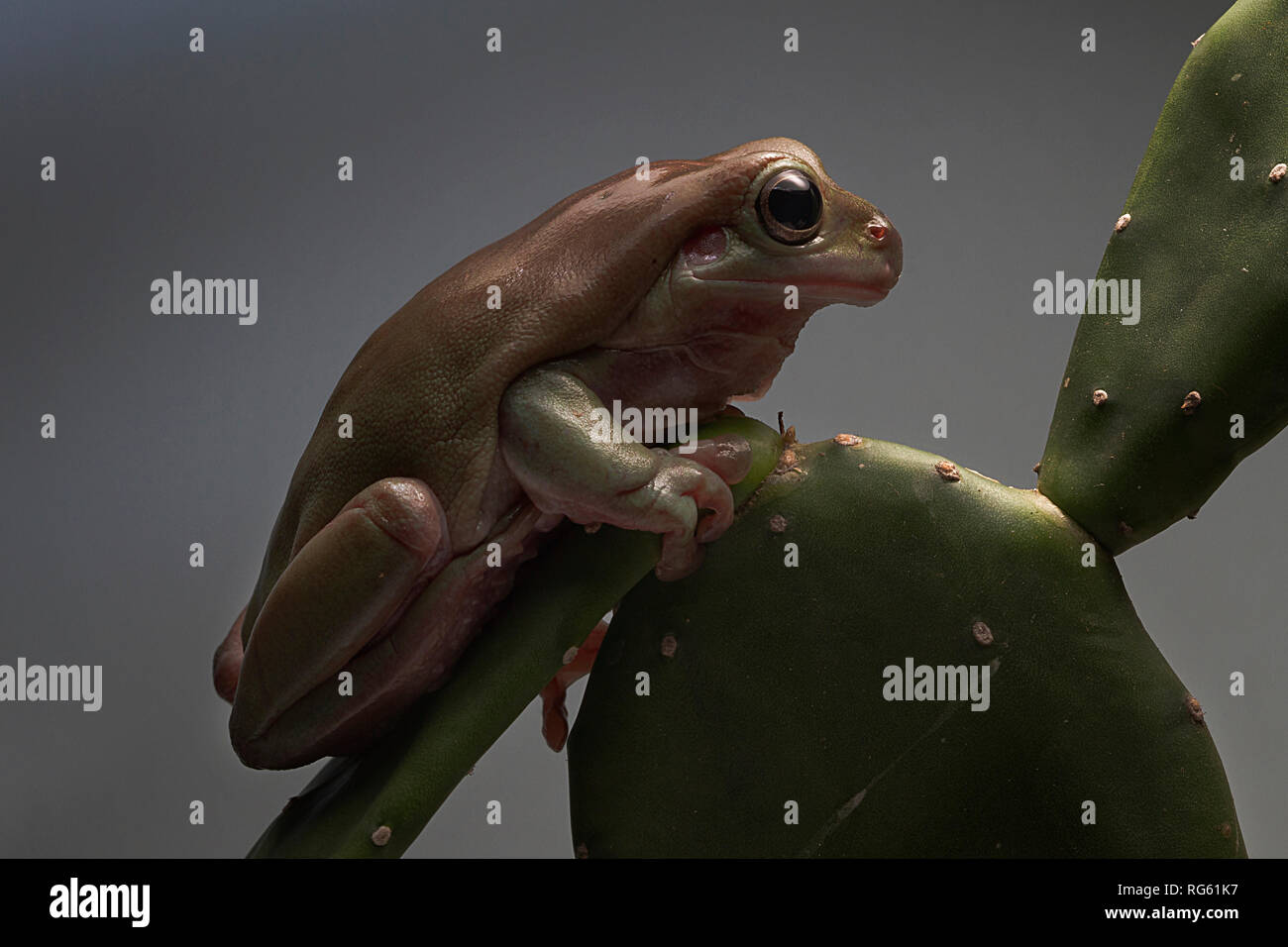 Australian Green Tree Frog on a cactus, Indonesia Stock Photo - Alamy