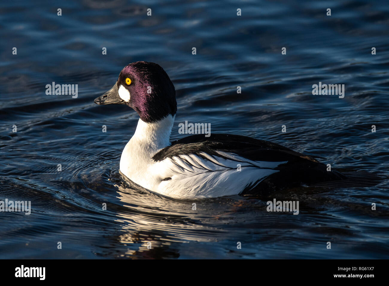 Common Goldeneye Duck swimming in a lake, Canada Stock Photo - Alamy