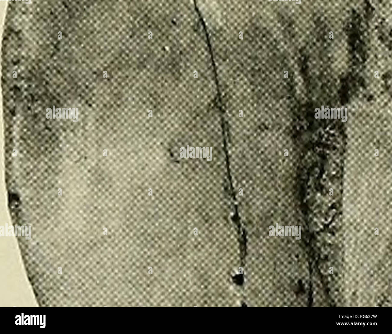 Metaxytherium hi-res stock photography and images - Alamy