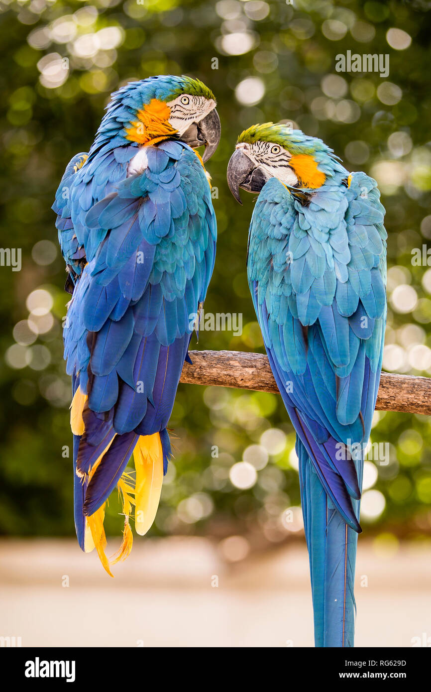 Parrots on branch hi-res stock photography and images - Alamy