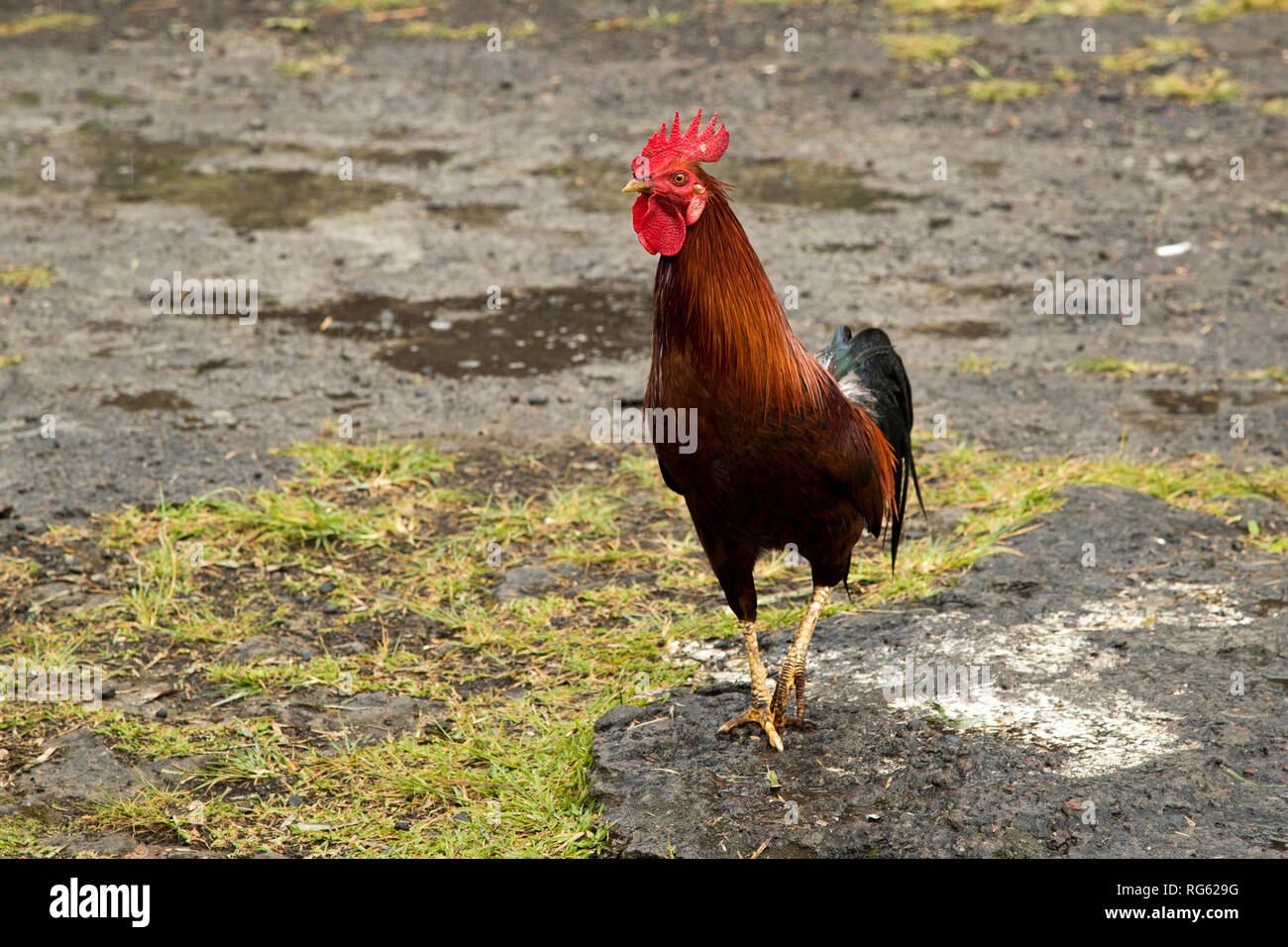 Portrait of a rooster, Japan Stock Photo - Alamy