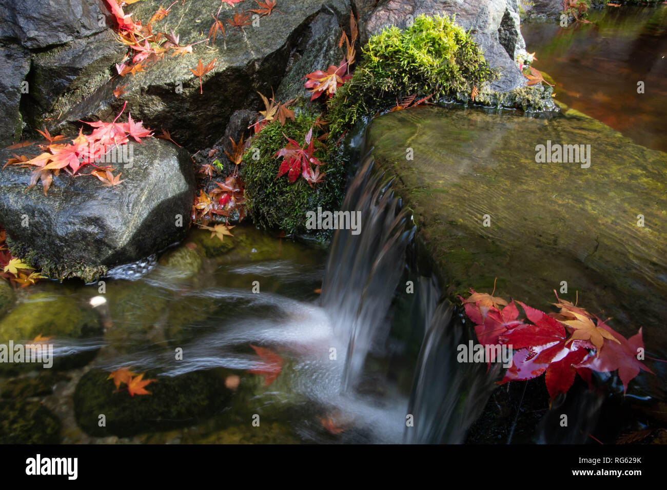 Canada maple autumn landscape hi-res stock photography and images - Alamy