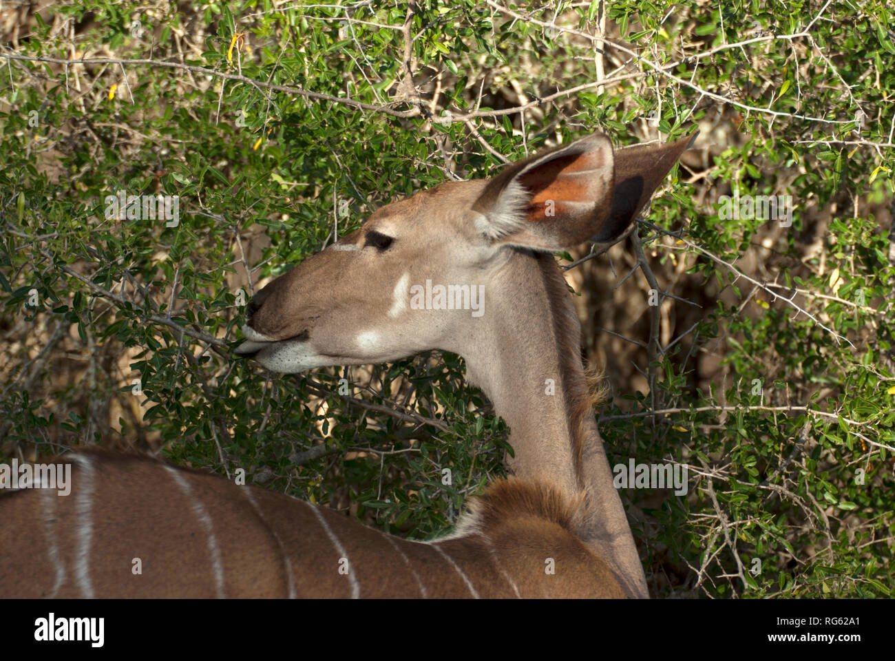 Kudu eating leaves, Kruger national Park, South Africa Stock Photo - Alamy