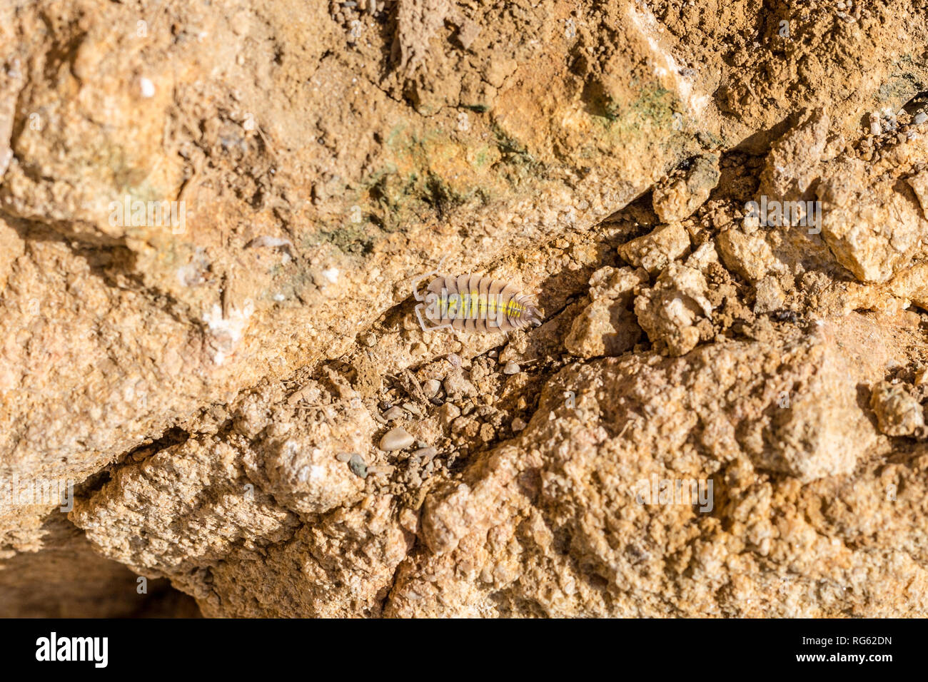 Ligia oceanica, sea slater, common sea slater, sea roach, littoral ...