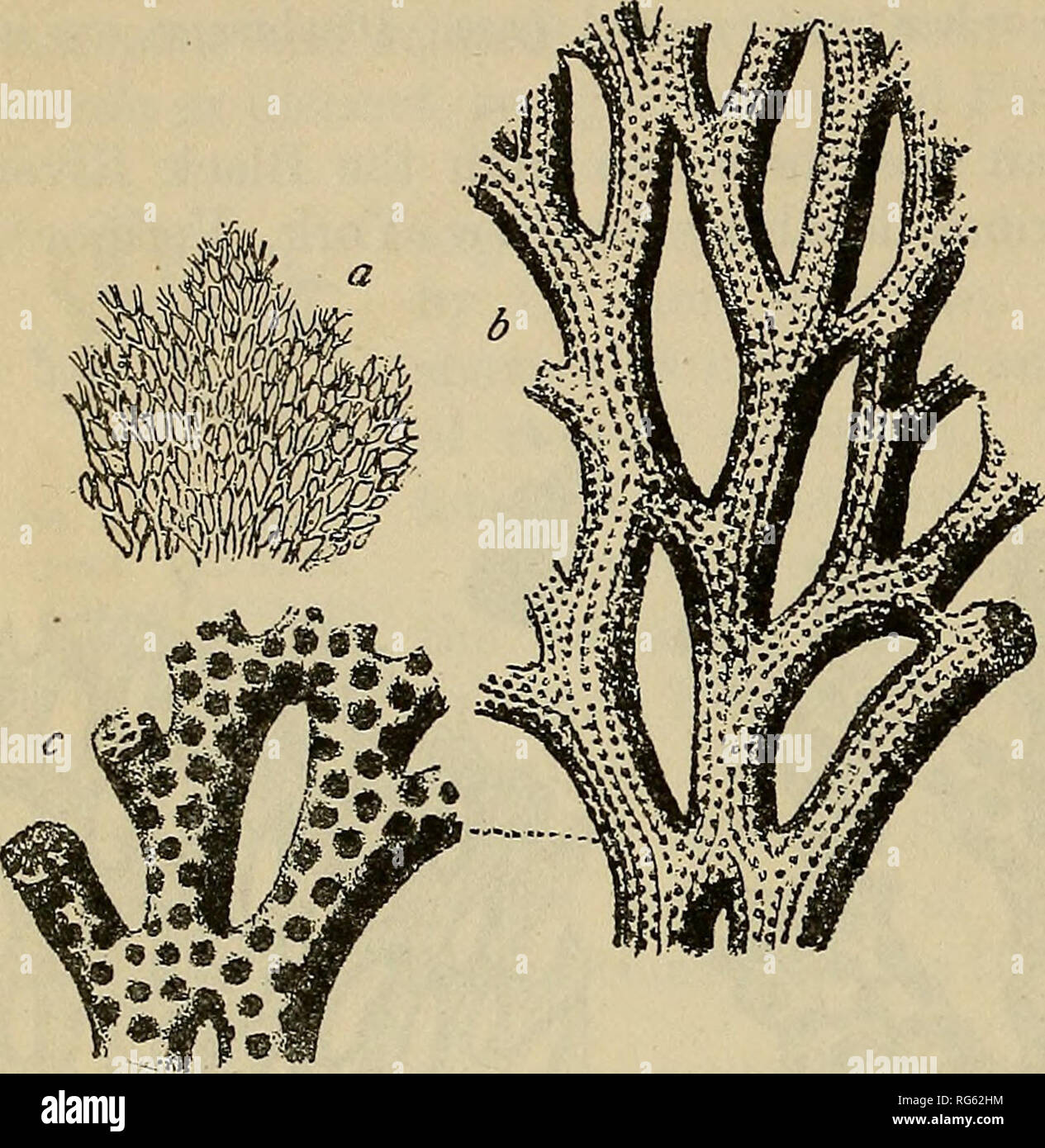 Lineate High Resolution Stock Photography and Images - Alamy