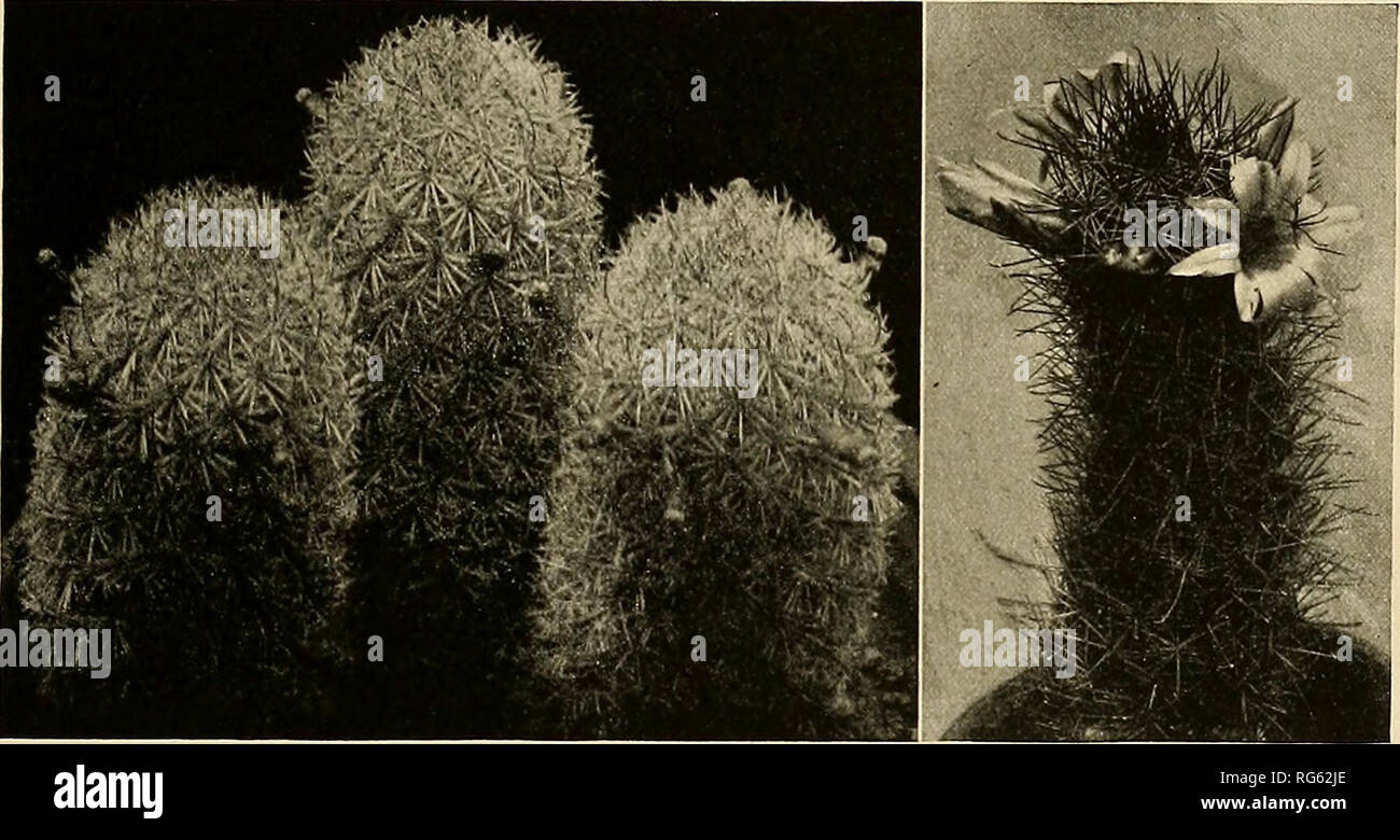 . The Cactaceae : descriptions and illustrations of plants of the ...