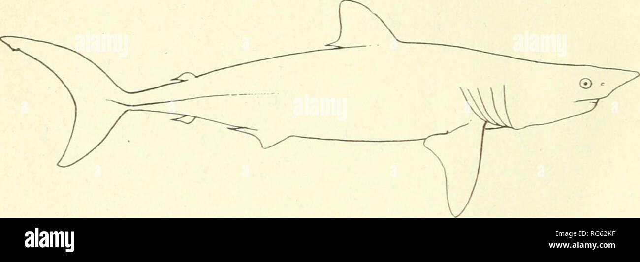 Angel sharks hi-res stock photography and images - Alamy