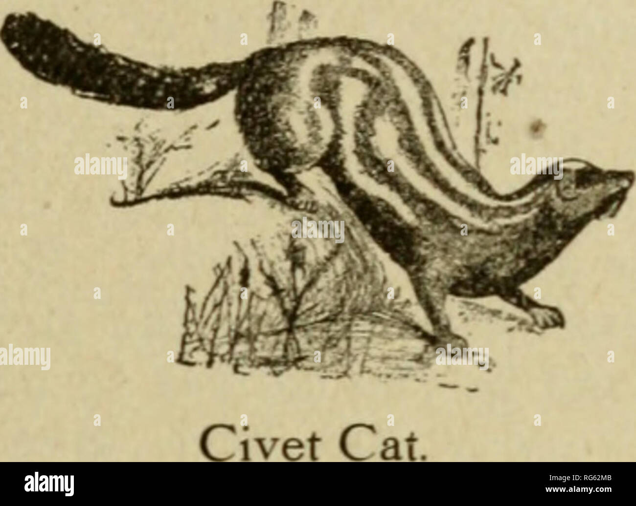 Skunks hunting at night hi-res stock photography and images - Alamy