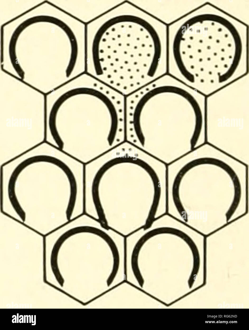 . Calcified tissues; proceedings. Bone; Collagen; Calcification. Fig. 1 ...